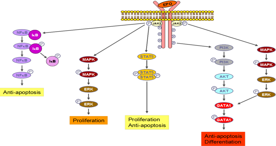 Viking Therapeutics Other Pipeline Programs - Viking Therapeutics